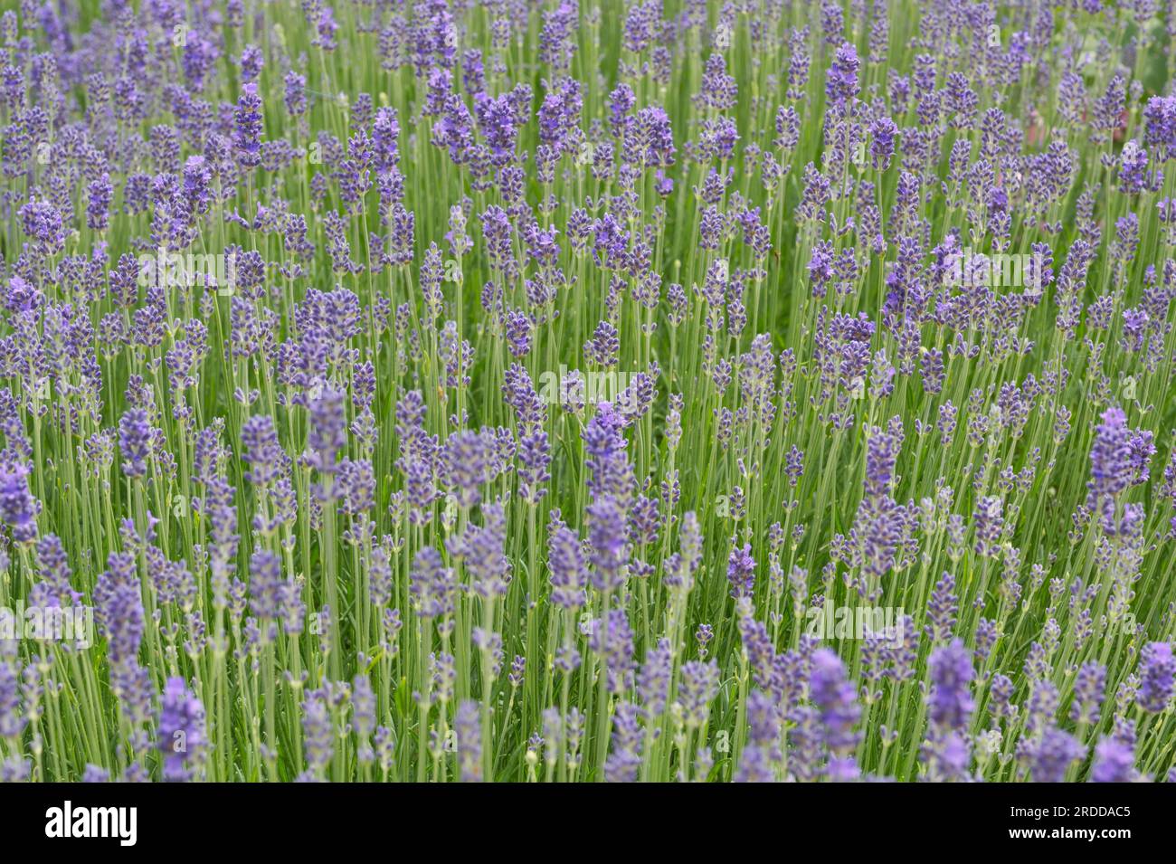 Purple blue flowers of English lavender Lavandula angustifolia, or ...