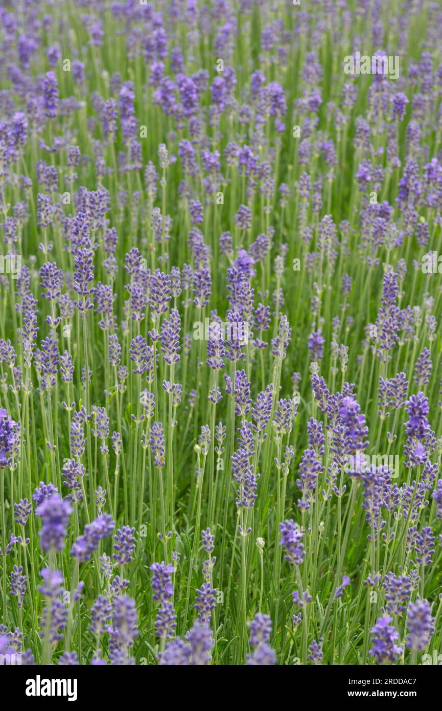 Purple blue flowers of English lavender Lavandula angustifolia, or ...