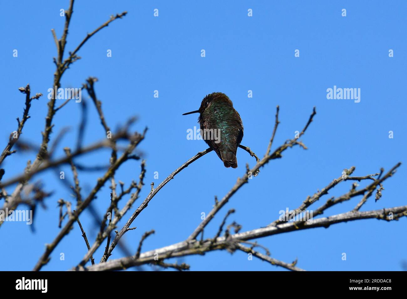 Colibri danna hi-res stock photography and images - Alamy