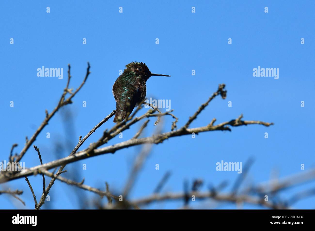 Anna's hummingbird, Annakolibri, Colibri d'Anna, Calypte anna, Anna ...