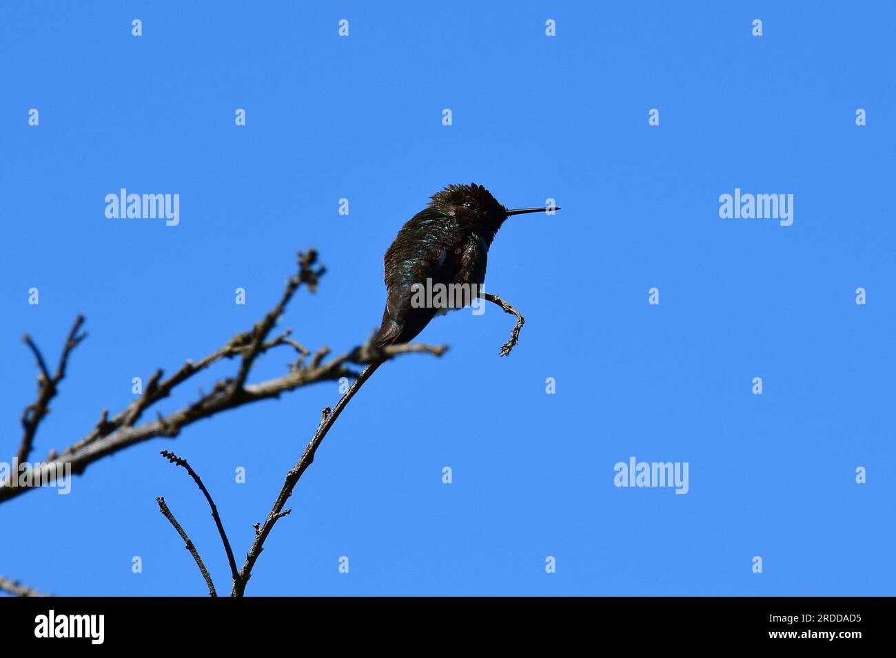 Colibri danna hi-res stock photography and images - Alamy