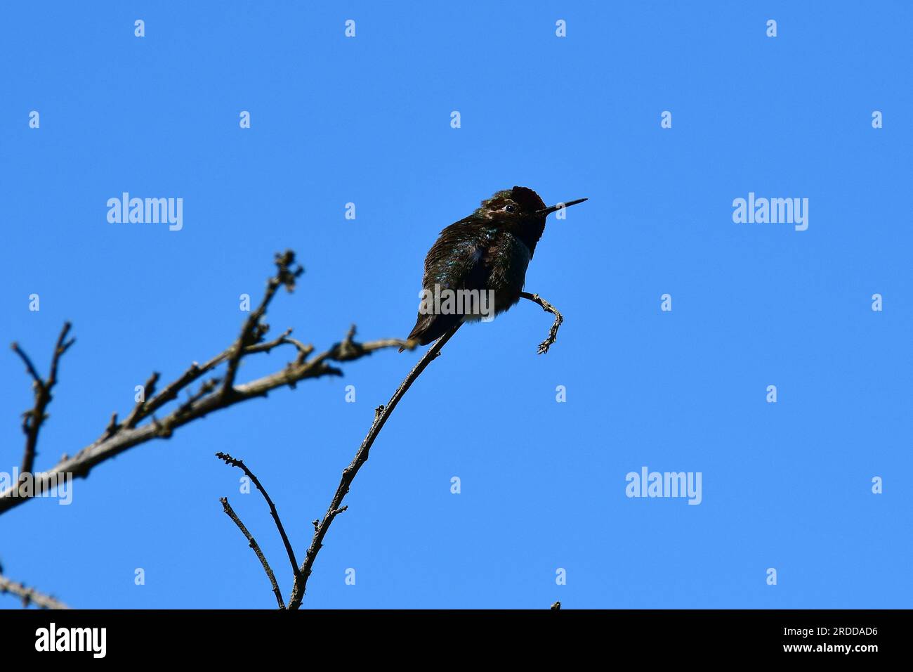 Anna's hummingbird, Annakolibri, Colibri d'Anna, Calypte anna, Anna ...