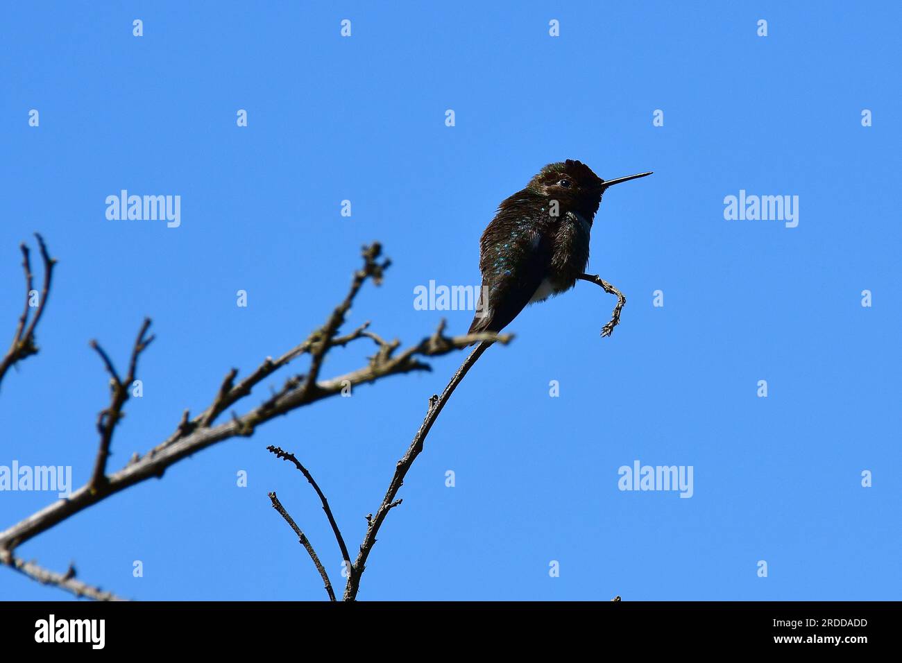Anna's hummingbird, Annakolibri, Colibri d'Anna, Calypte anna, Anna ...