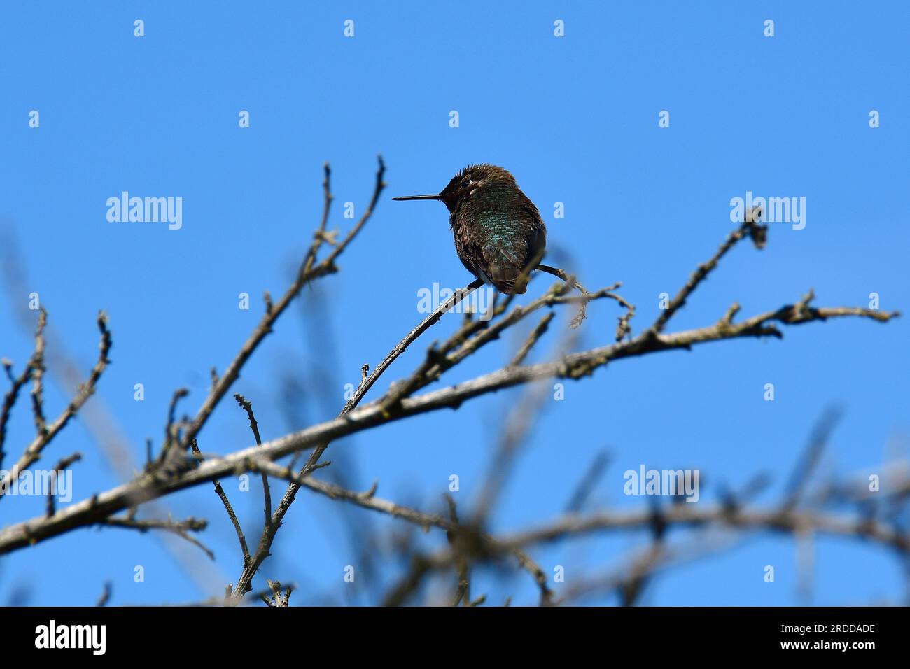 Colibri danna hi-res stock photography and images - Alamy