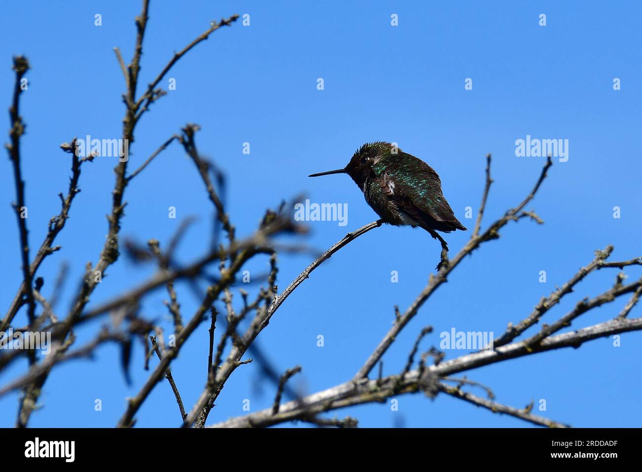 Anna's hummingbird, Annakolibri, Colibri d'Anna, Calypte anna, Anna ...