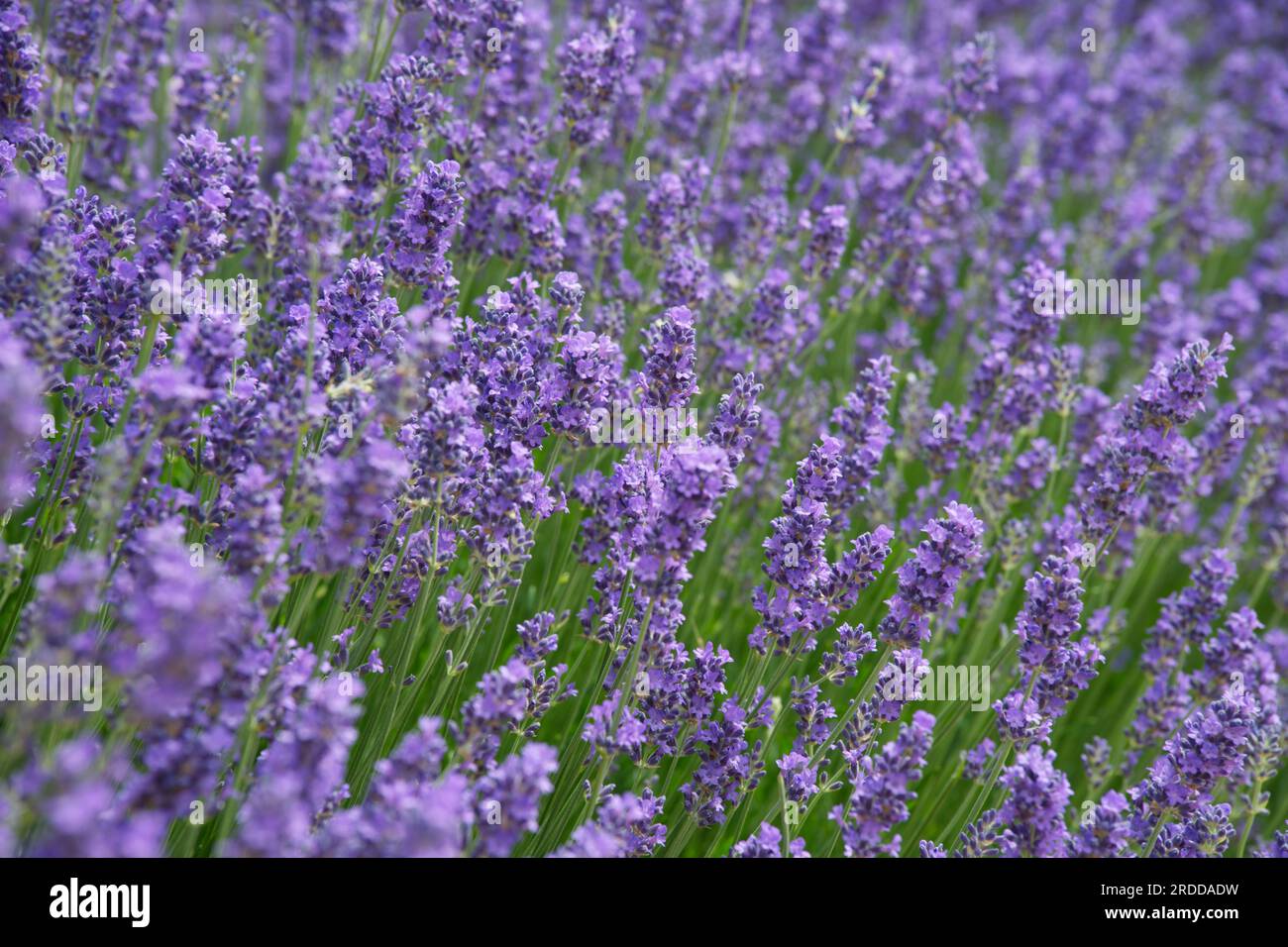 Purple blue flowers of English lavender Lavandula angustifolia, or ...