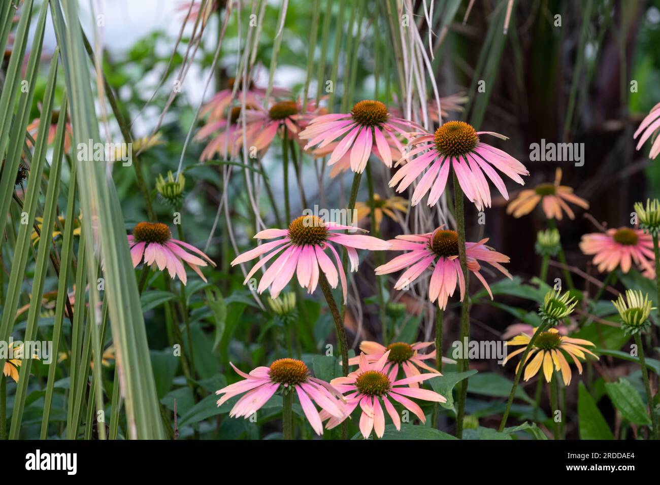 Pink Echinacea flowers growing under small palm. Echinacea are also ...