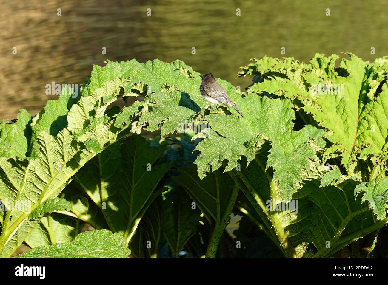 Kormos tirannusz hi-res stock photography and images - Alamy