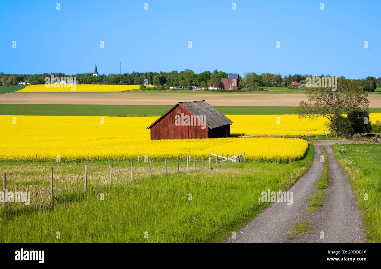 Swedish landscape with yellow rape field, and red Swedish wooden barn ...