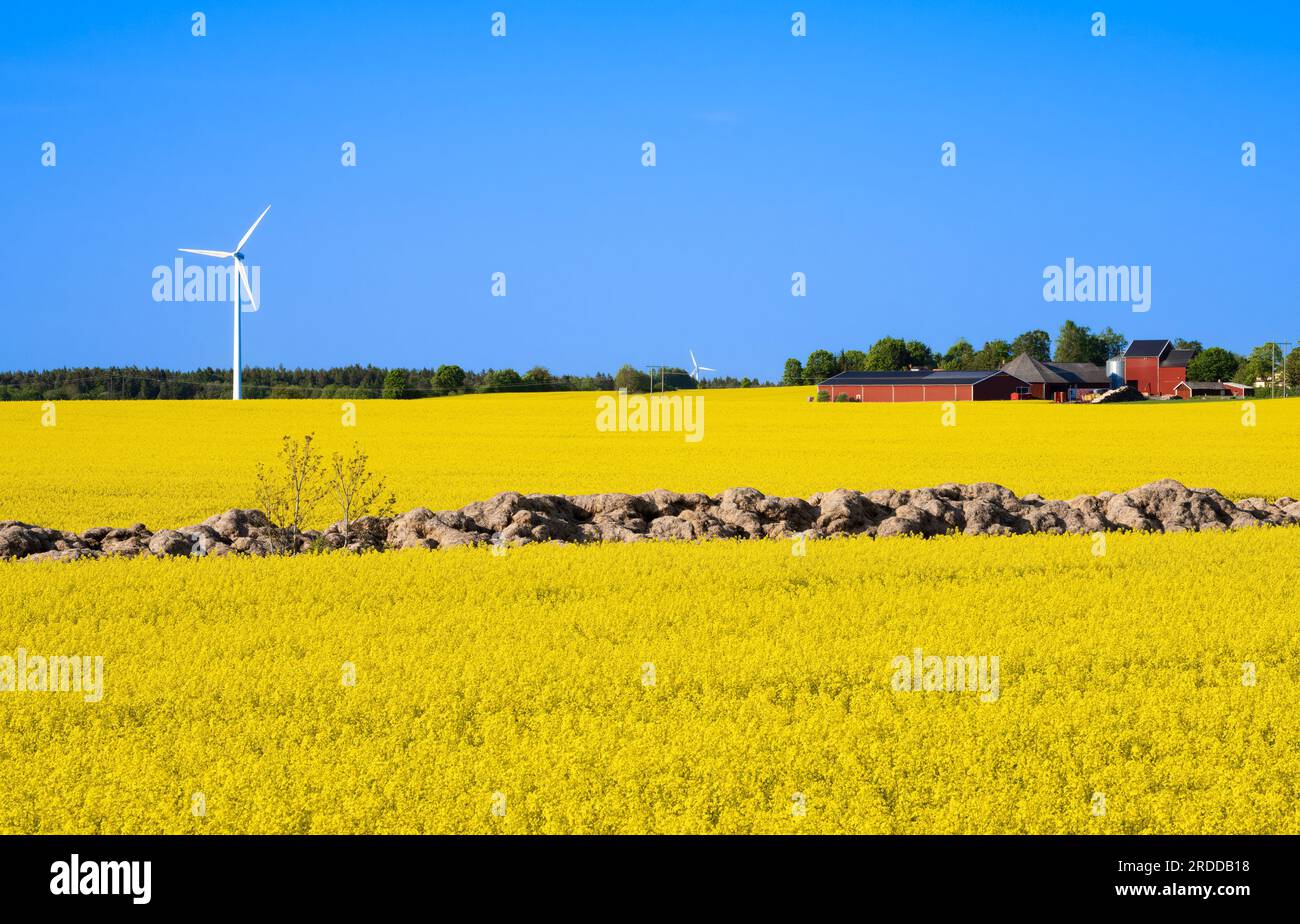 Swedish landscape with yellow rape field, aeolian and red Swedish ...