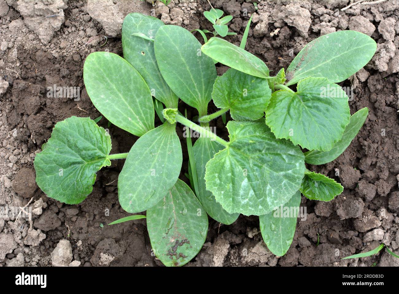 Young seedlings of zucchini grow in open organic soil Stock Photo - Alamy