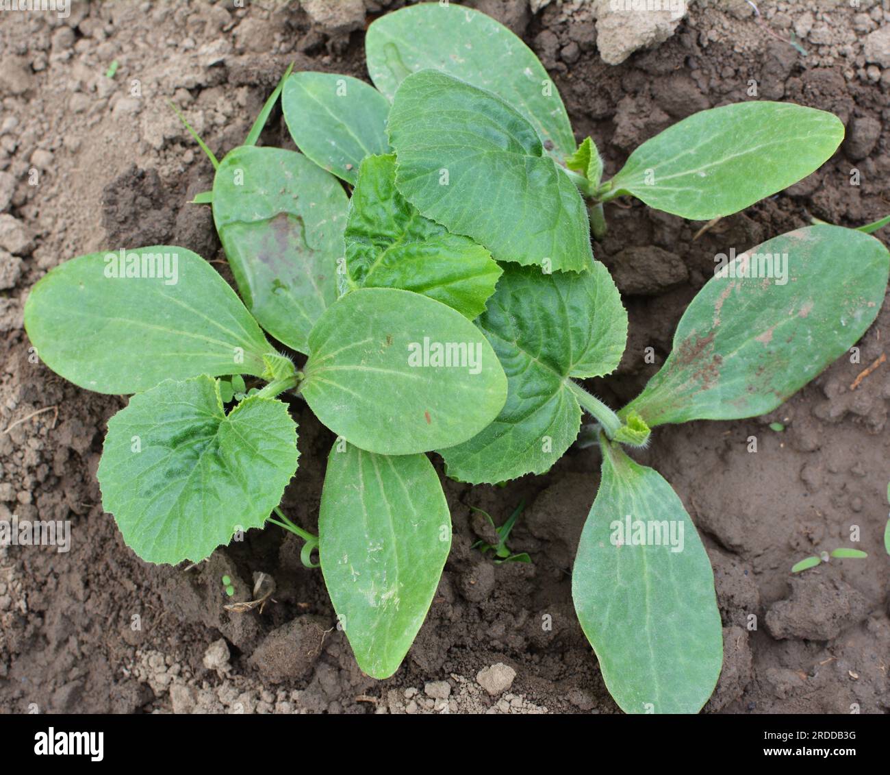 Young seedlings of zucchini grow in open organic soil Stock Photo - Alamy