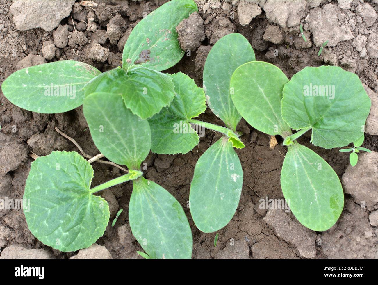 Young seedlings of zucchini grow in open organic soil Stock Photo - Alamy