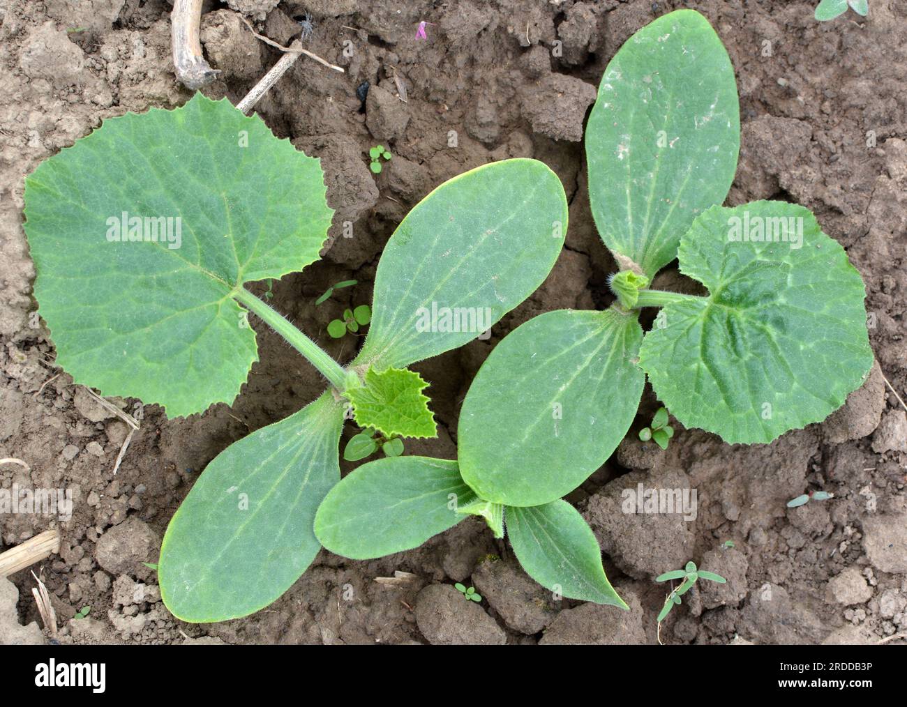 Young seedlings of zucchini grow in open organic soil Stock Photo - Alamy