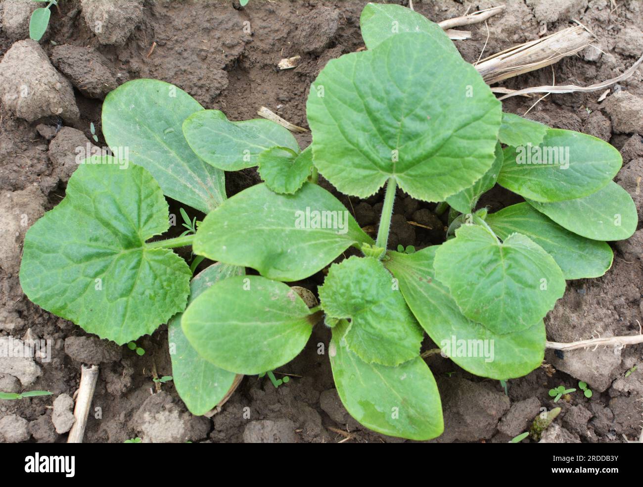 Young seedlings of zucchini grow in open organic soil Stock Photo - Alamy