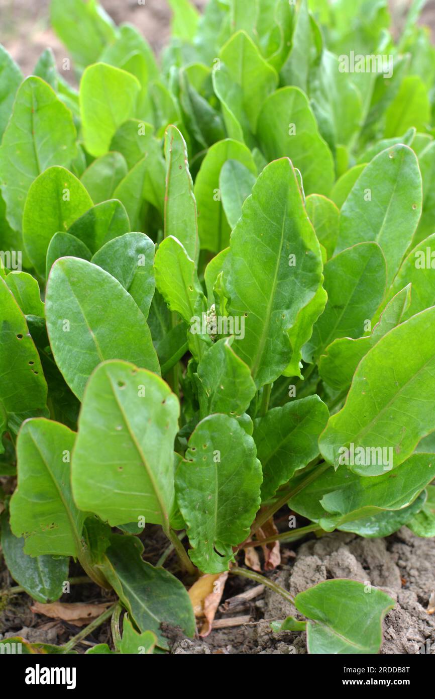 Sorrel grows in open organic soil in the garden Stock Photo - Alamy