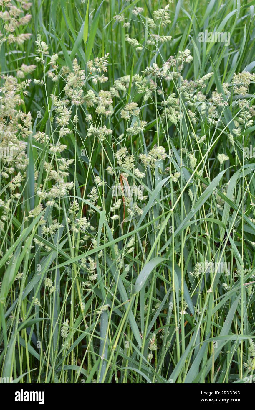 In the meadow blooms valuable fodder grass Dactylis glomerata Stock ...
