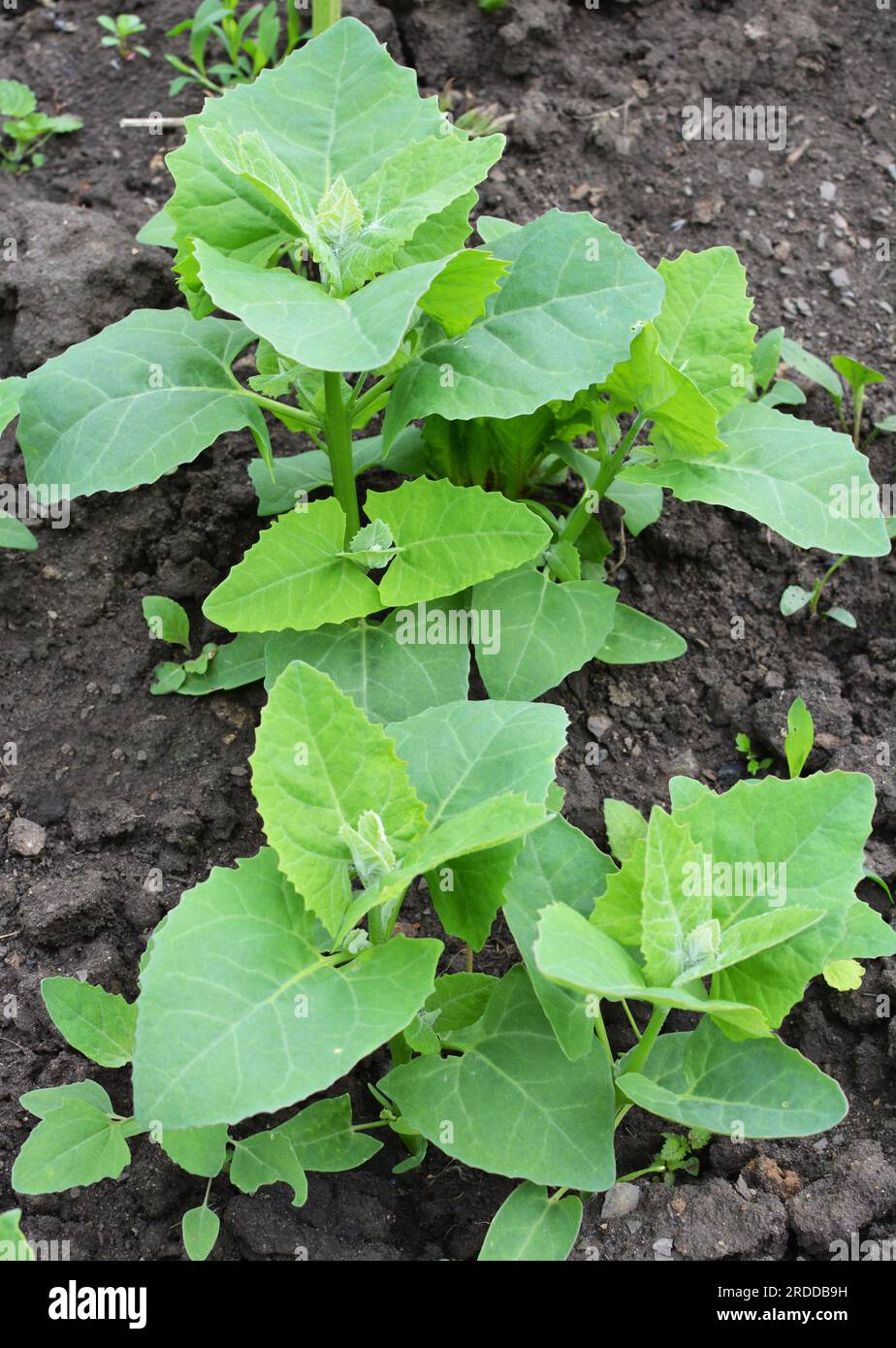 In spring, the edible plant orach (Atriplex hortensis) grows in the ...