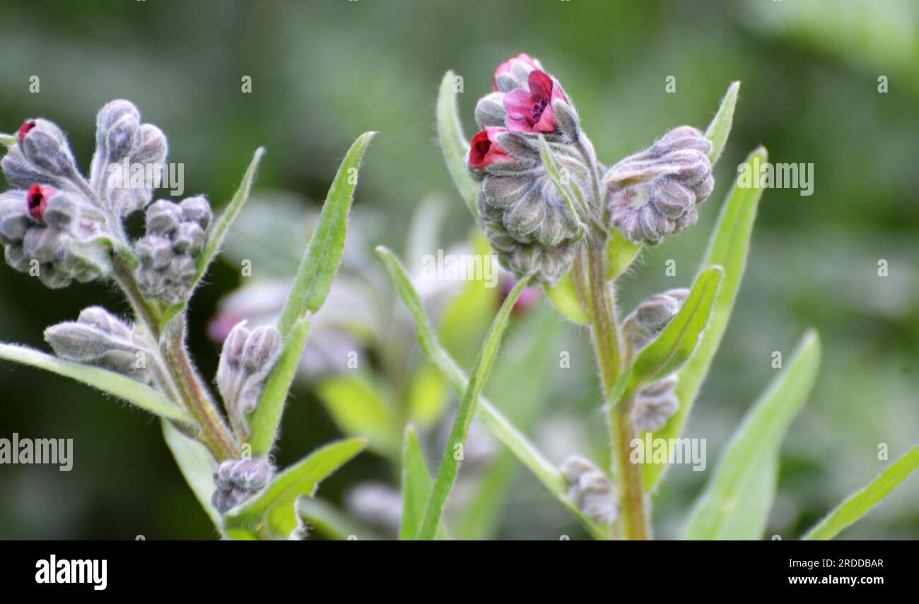 In the wild, Cynoglossum officinale blooms among grasses Stock Photo ...