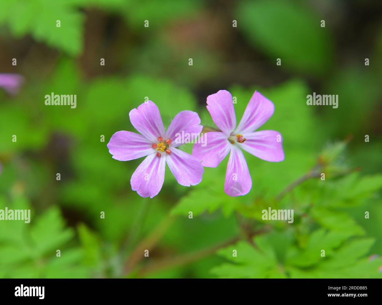 Geranium (Geranium robertianum) grows in the wild Stock Photo - Alamy