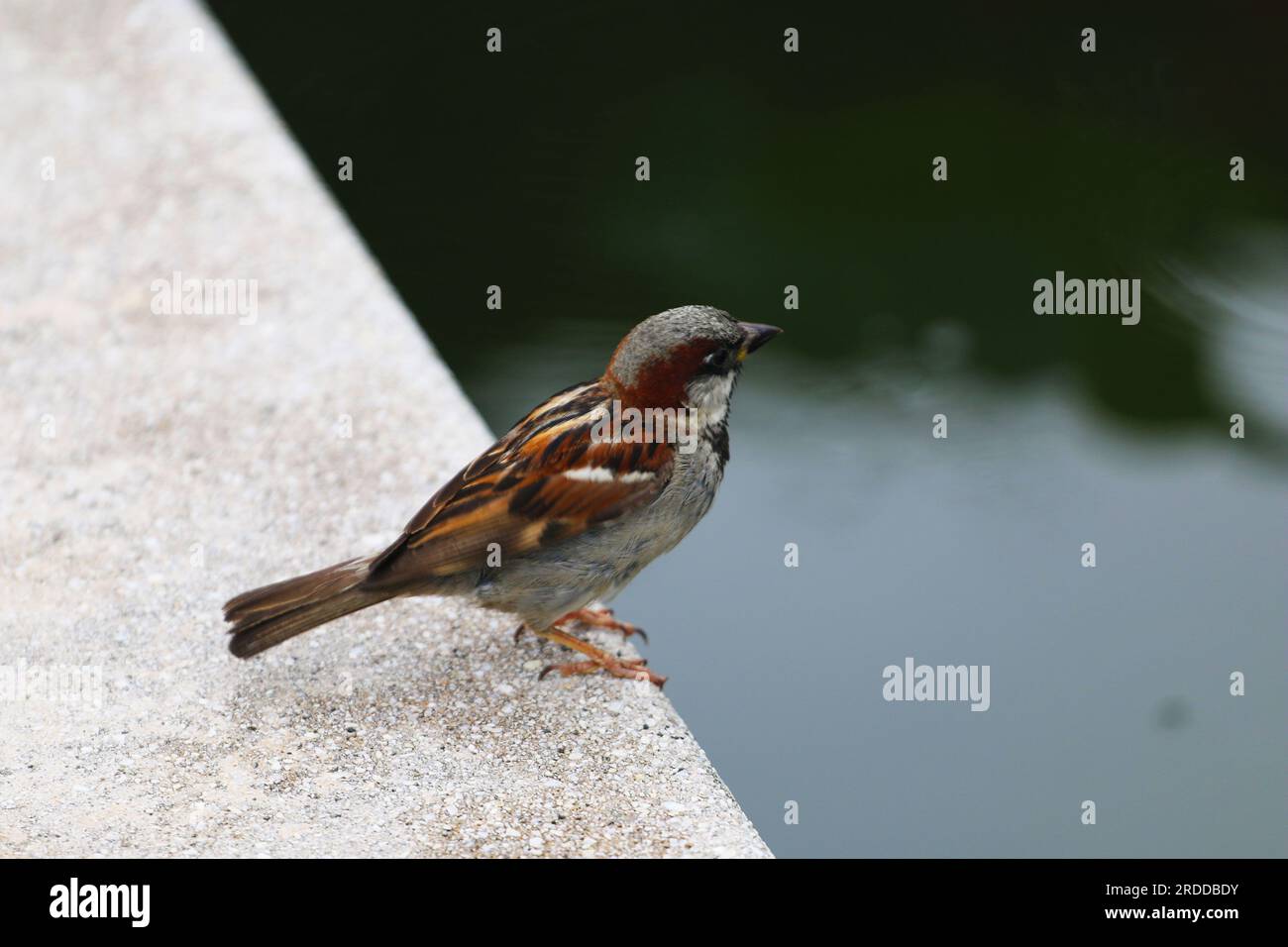 Medium small sparrow hi-res stock photography and images - Alamy