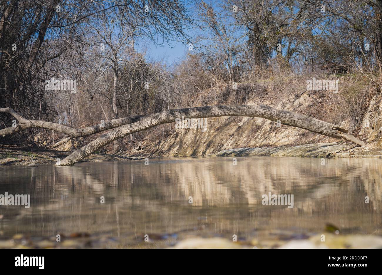 A long, wide-arching dead tree reaching over a stream forming a ...