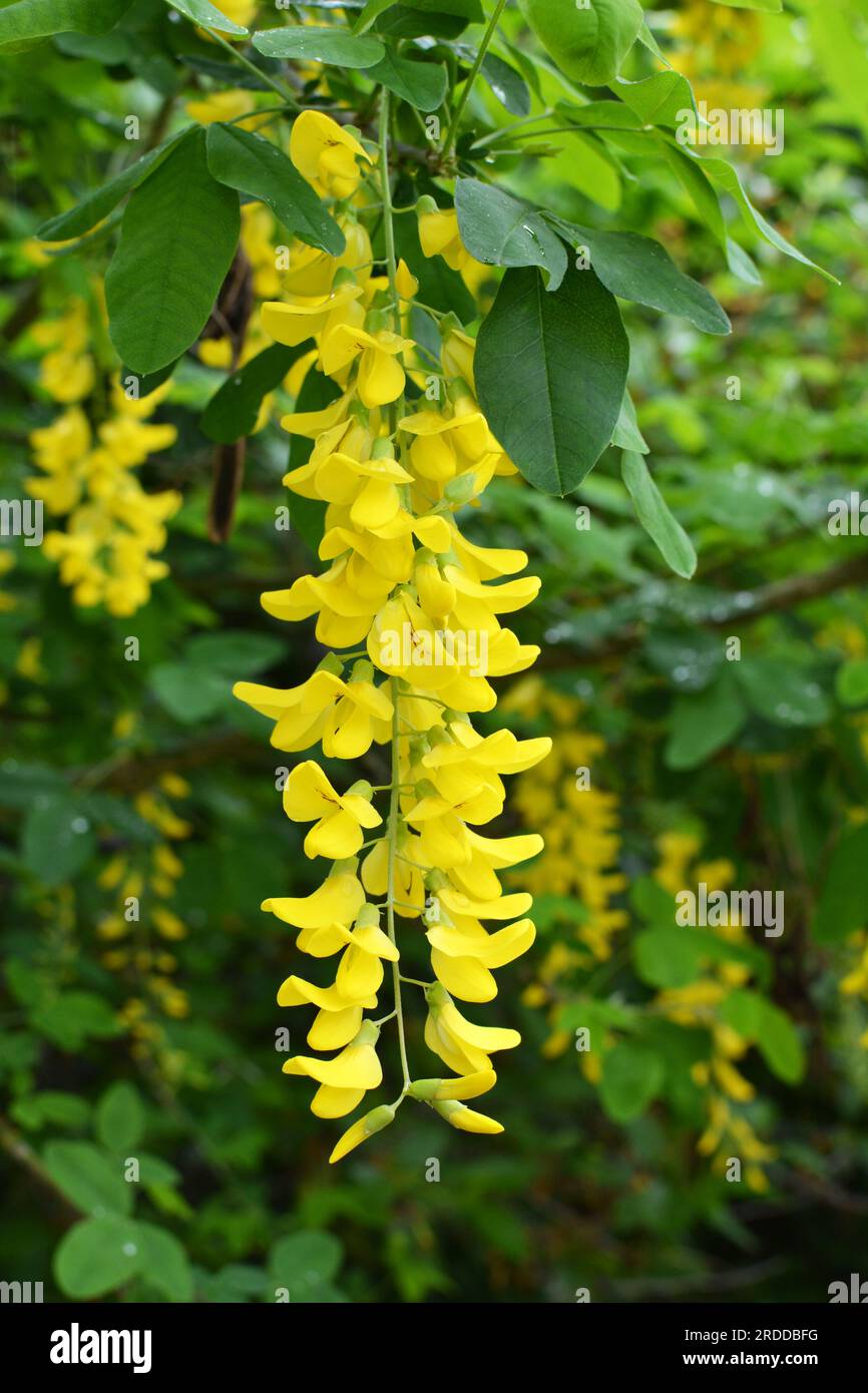In spring, an ornamental laburnum bush blooms in nature Stock Photo - Alamy