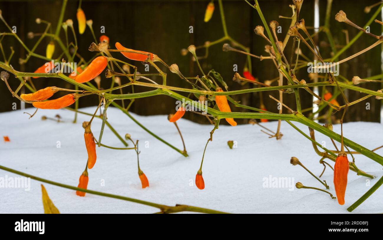 Fiery hot, right orange-red Tabasco peppers, after the season has ...