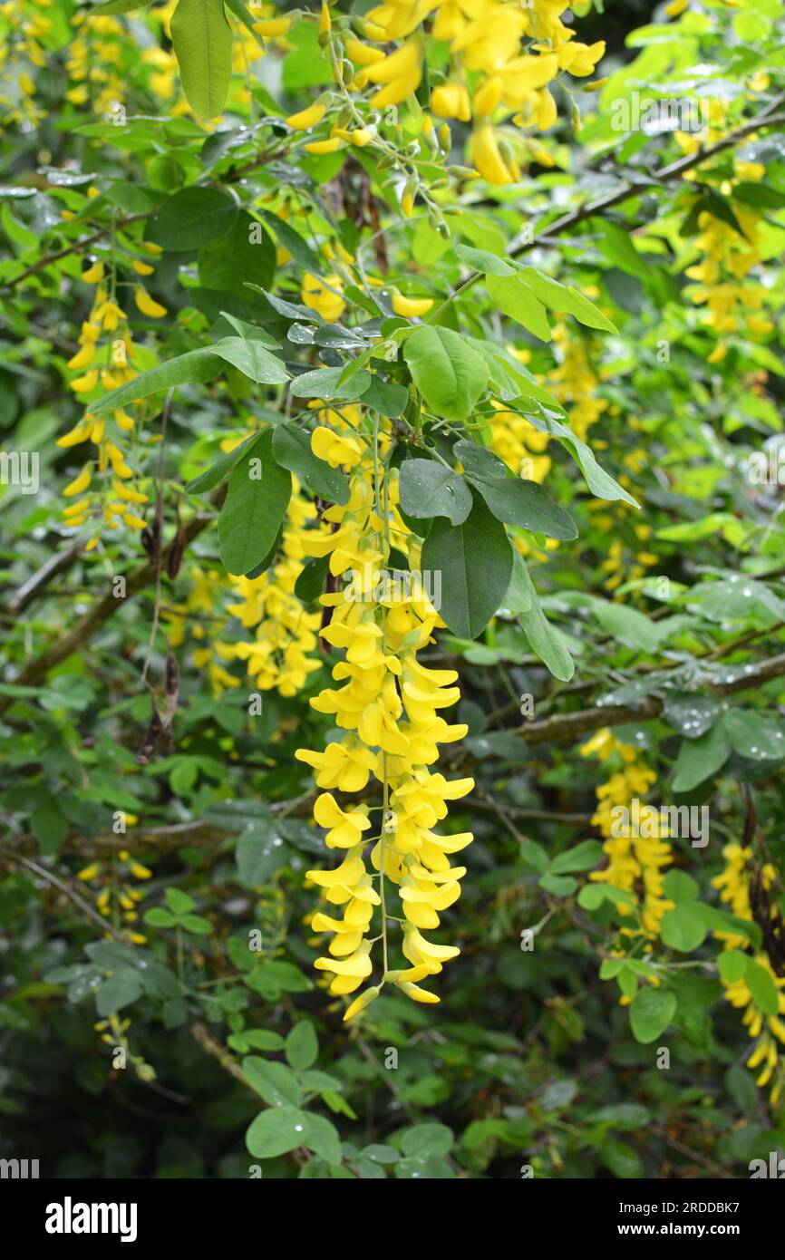 In spring, an ornamental laburnum bush blooms in nature Stock Photo - Alamy