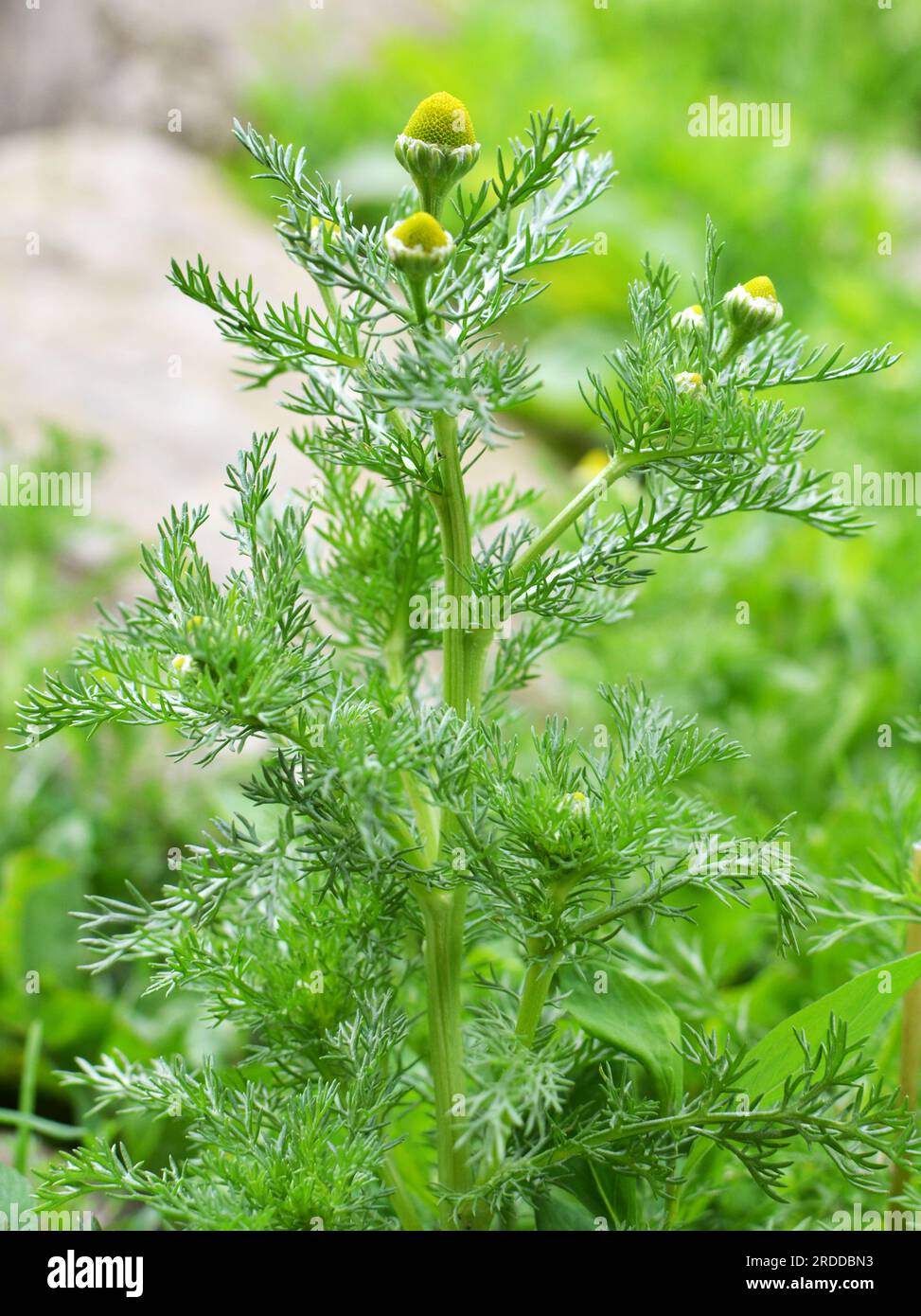 Fragrant chamomile (Matricaria discoidea) grows in the wild Stock Photo ...