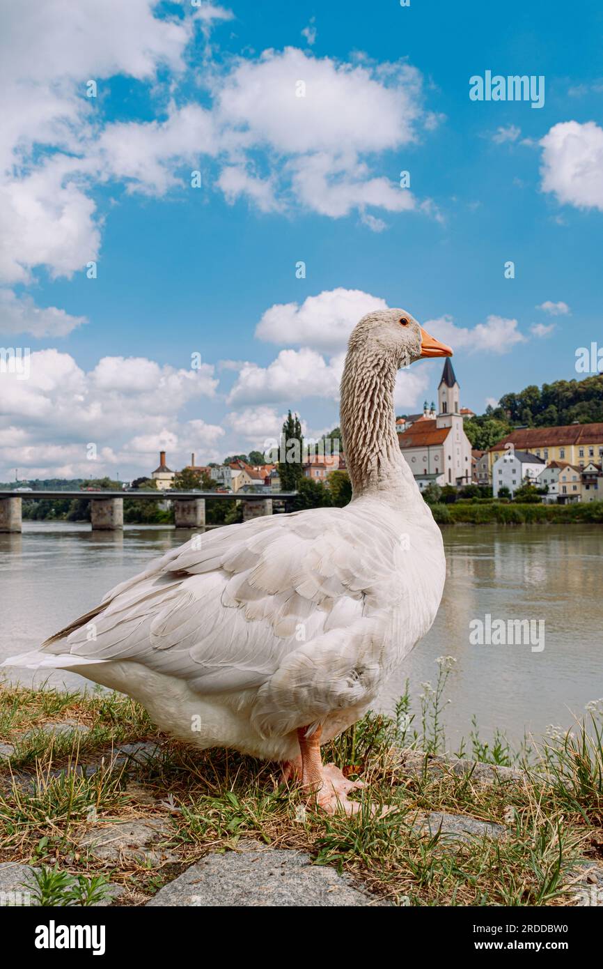 Postkarte passau hi-res stock photography and images - Alamy