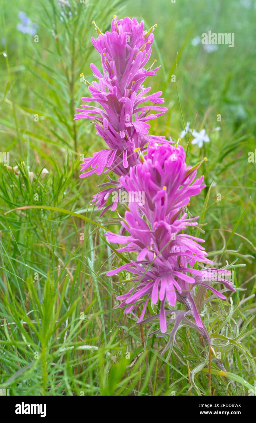 Two beautiful long and feathery magenta Indian Paintbrush stalks on a ...