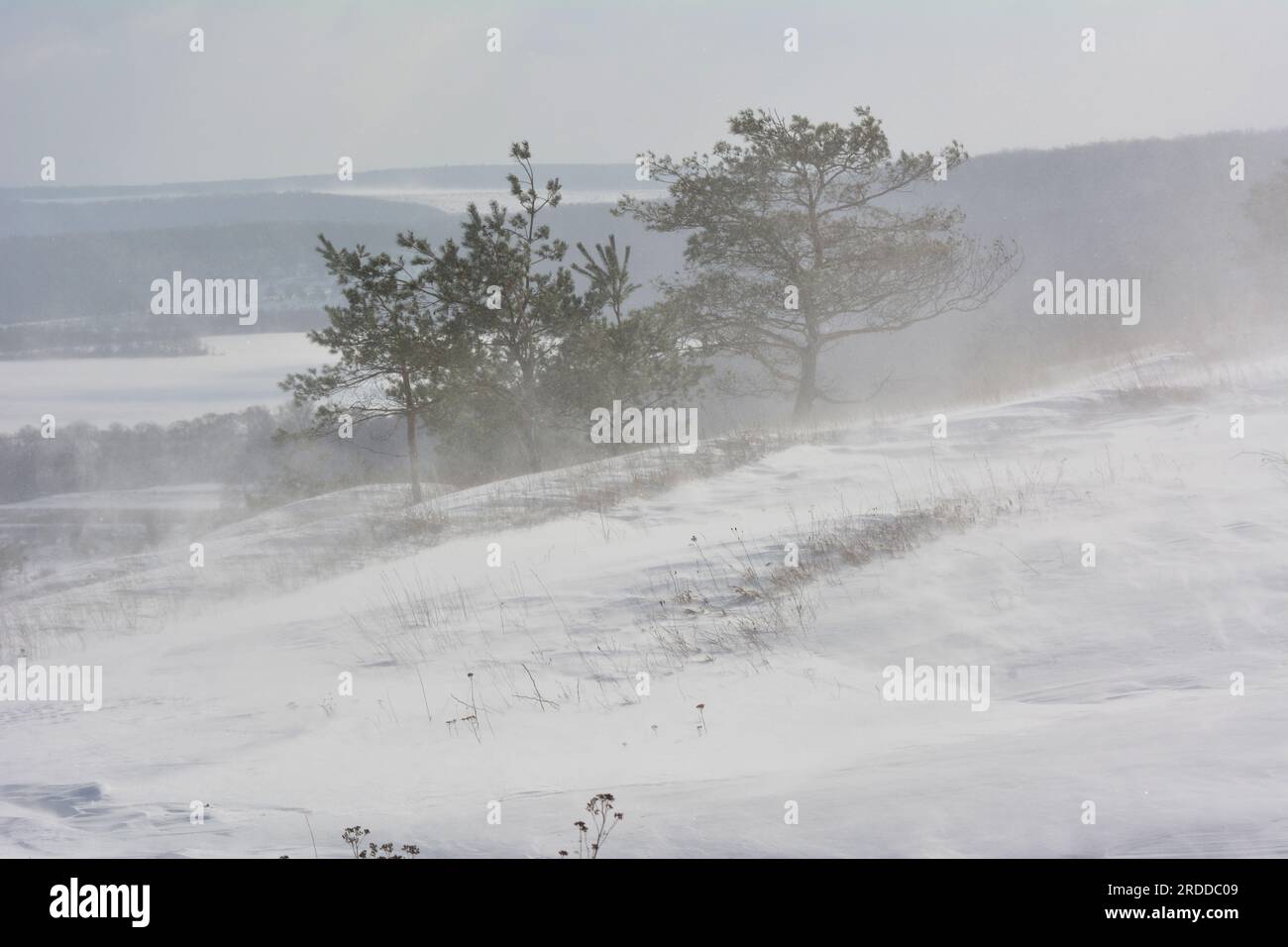 Winter blizzard with wind, snow and frost Stock Photo - Alamy