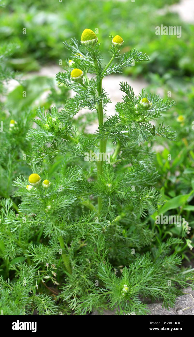 Fragrant chamomile (Matricaria discoidea) grows in the wild Stock Photo ...