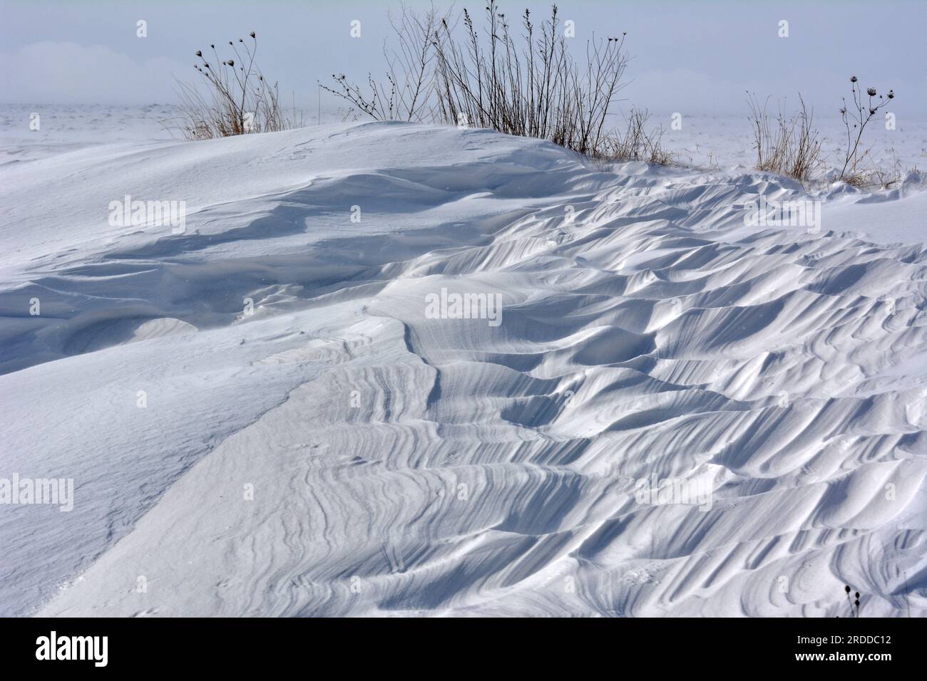 Winter blizzard with wind, snow and frost Stock Photo - Alamy