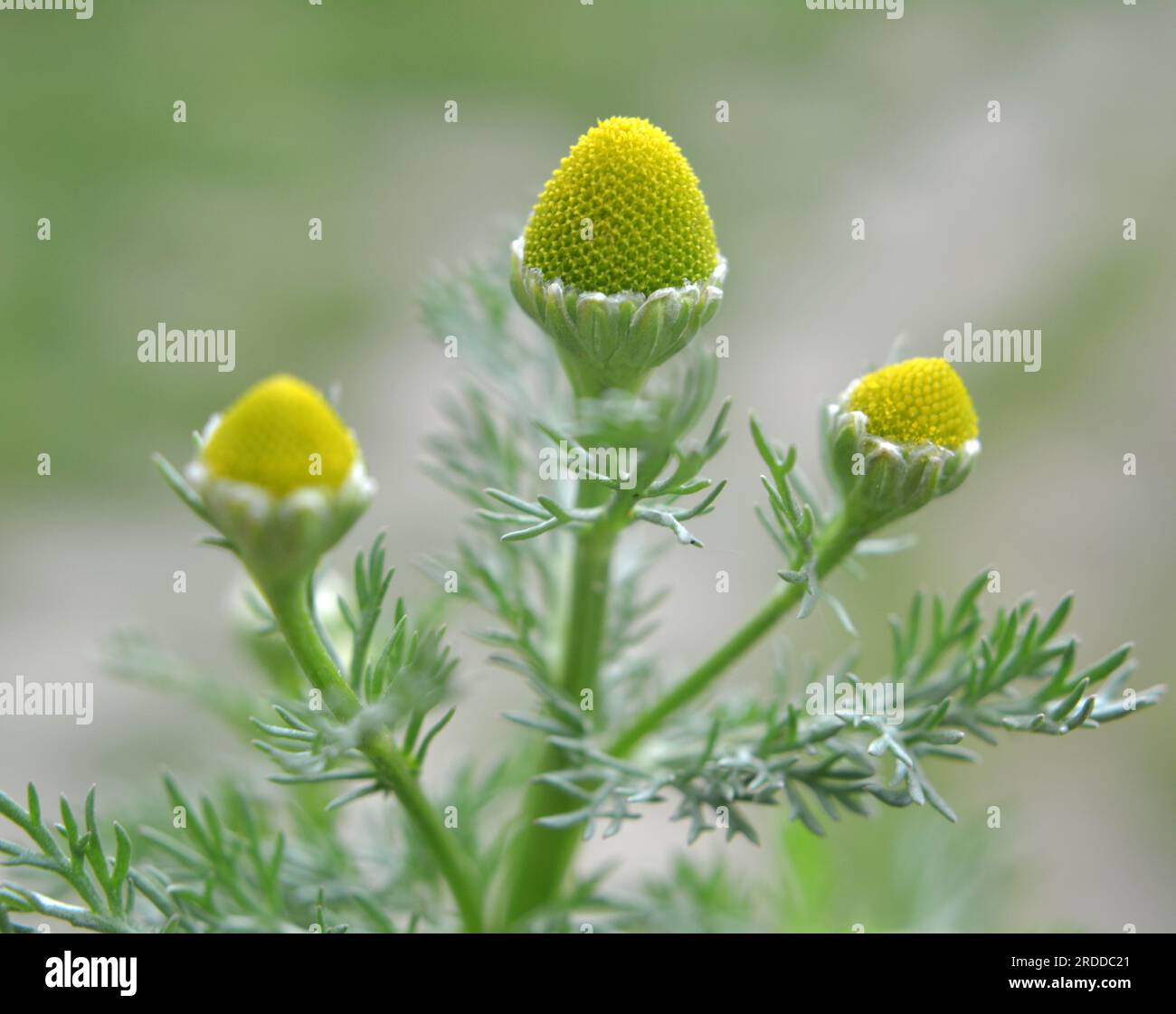 Fragrant chamomile (Matricaria discoidea) grows in the wild Stock Photo ...