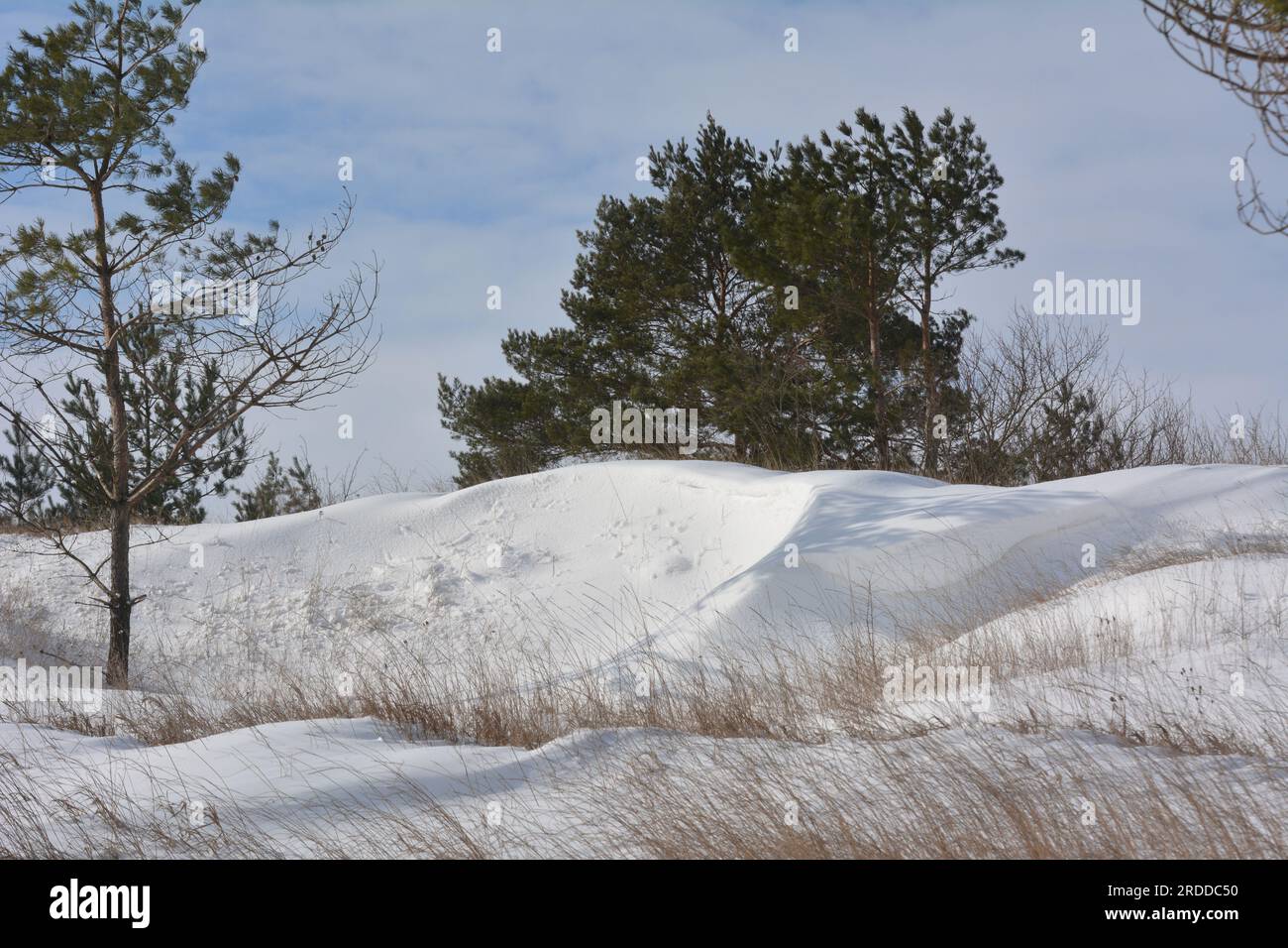 Winter blizzard with wind, snow and frost Stock Photo - Alamy