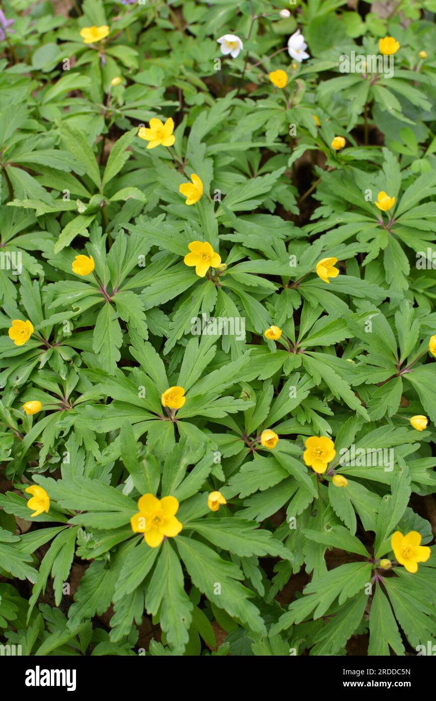 In the spring in the wild forest blooms anemone yellow (Anemone ...