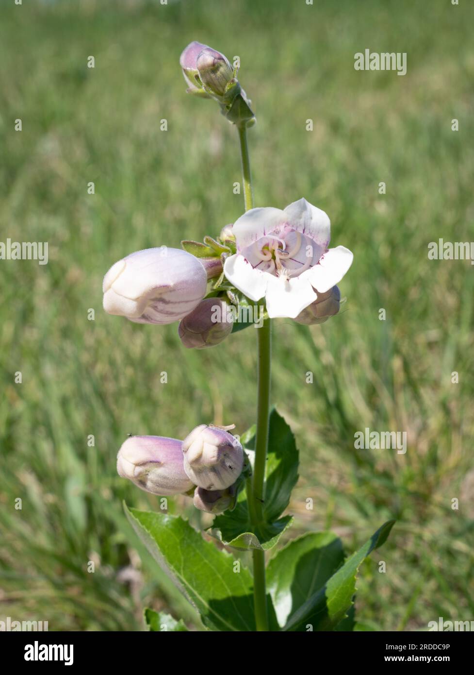A stalk of pastel pink Penstemon flowers and buds basking in the sun ...