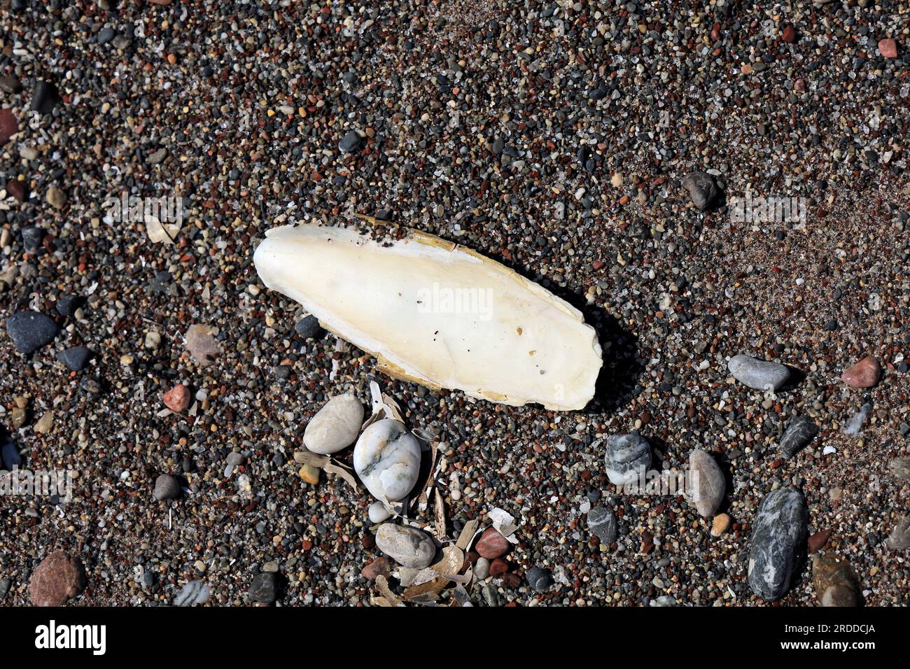 Cuttlebone washed up on a beach, Greek island . July 2023 Stock Photo ...