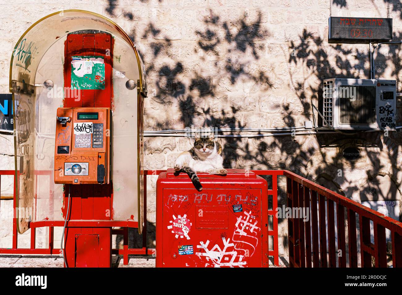 Jerusalem Cats Landscape western wall people of Israel Jesus god love ...