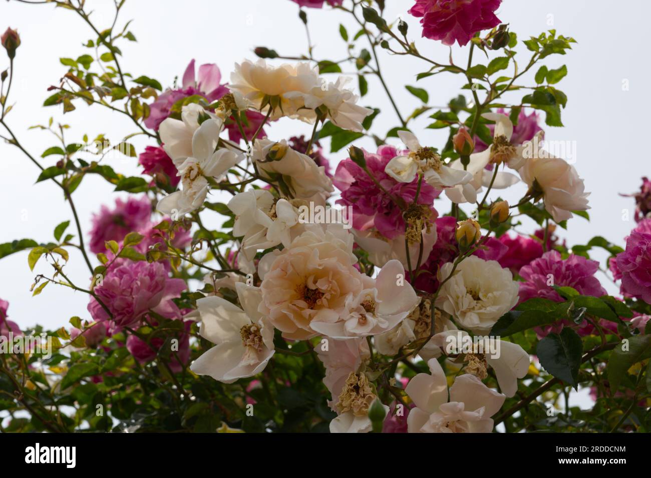 Rosa auguste gervais hi-res stock photography and images - Alamy