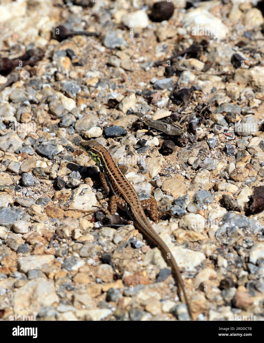 Small lizard on a gravel path, Tilos island, Dodecanese Greek island ...