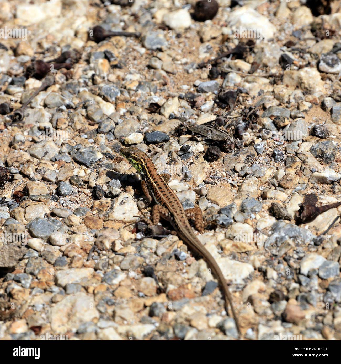 Small lizard on a gravel path, Tilos island, Dodecanese Greek island ...