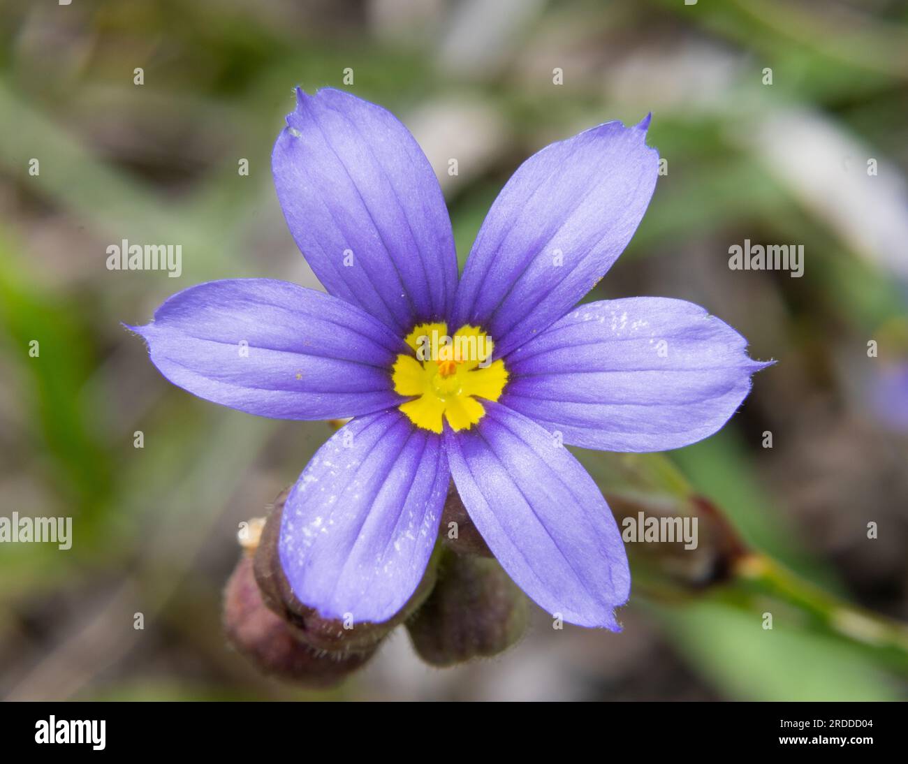Diminutive and beautiful Blue-Eyed Grass flower with tiny violet ...