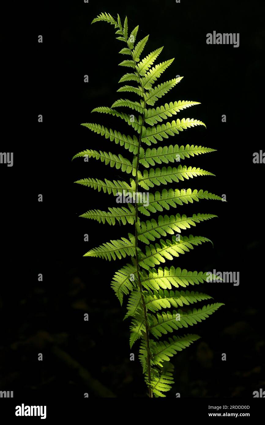 Luminous green hi-res stock photography and images - Alamy