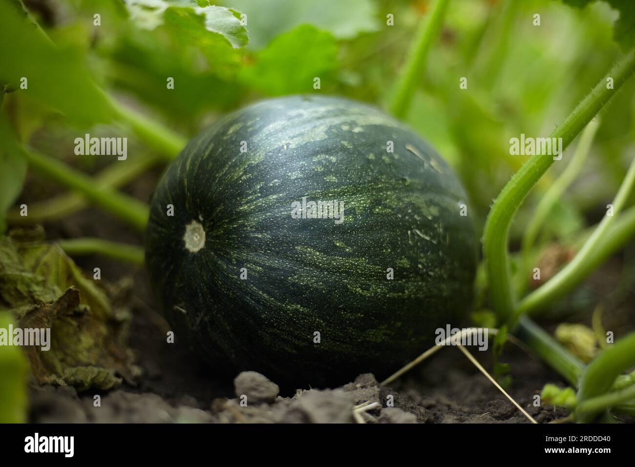 Zucchini. Cultivation of zucchini, the fruit of the plant Stock Photo ...