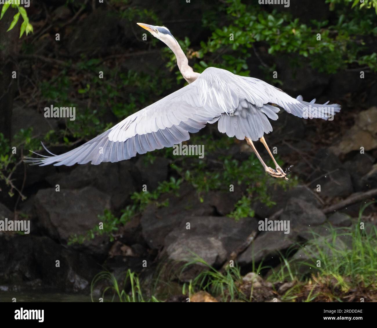 Beautiful, bright Great Blue Heron in flight with outstretched wings in ...