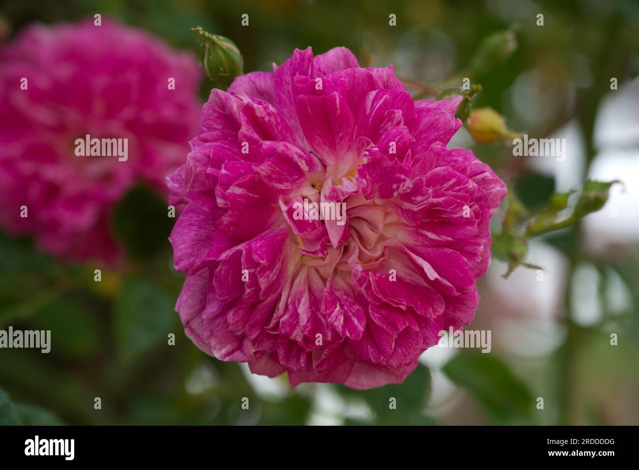 Bright pink summer flower of climbing rose Rosa Alexandre Girault in UK ...