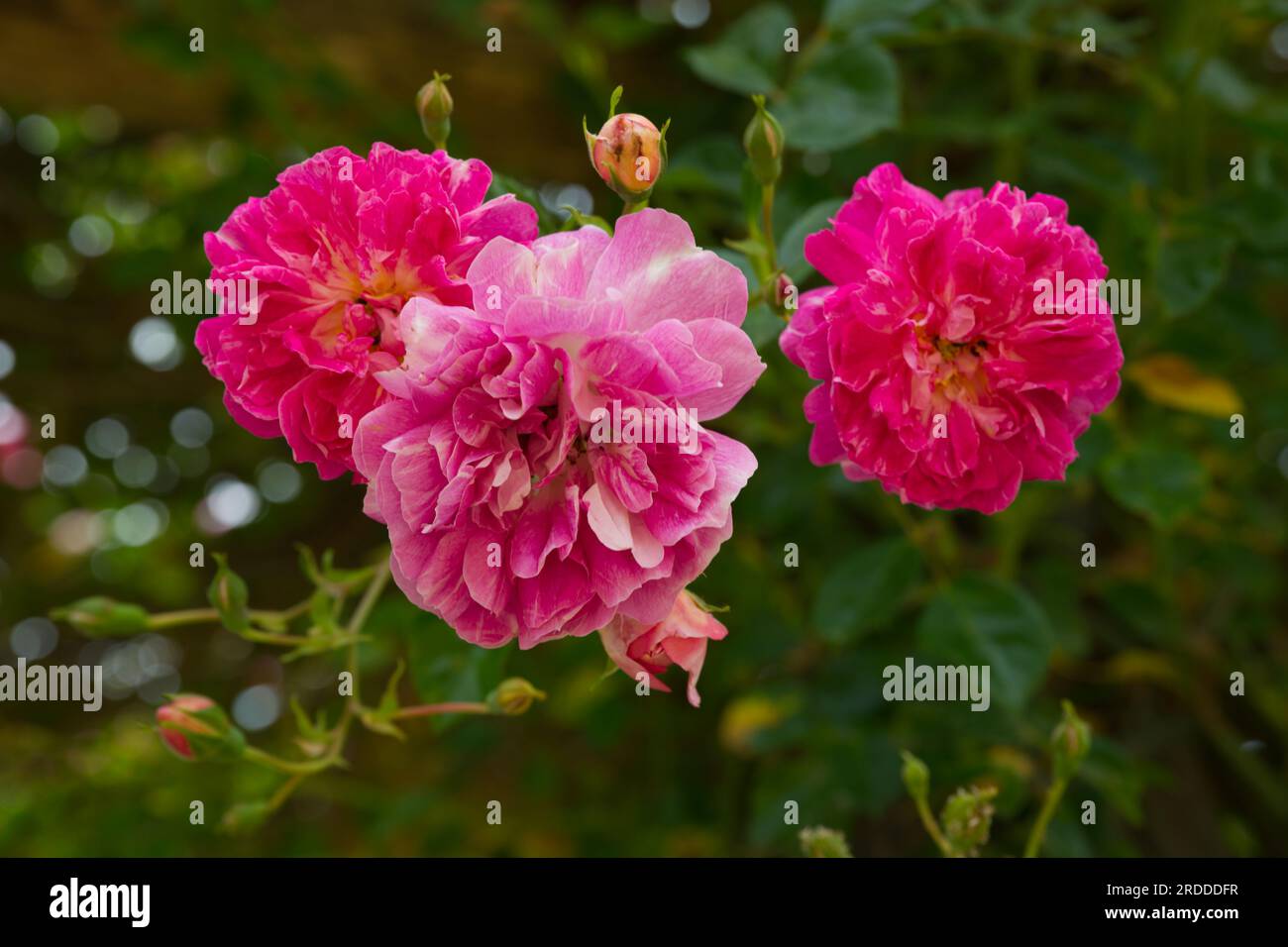 Bright pink summer flower of climbing rose Rosa Alexandre Girault in UK ...
